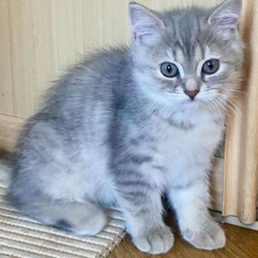 Британские котята