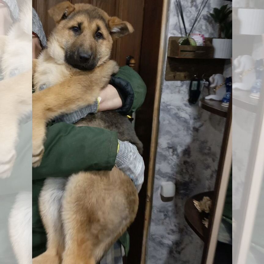 Немецкая овчарка, щенок