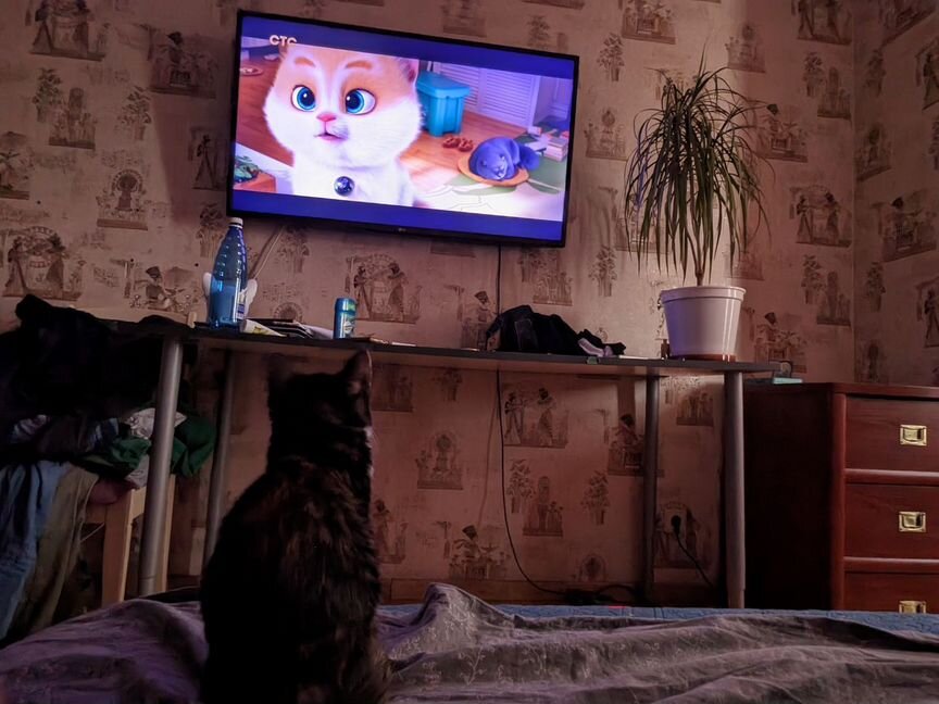 Котенок трехцветный
