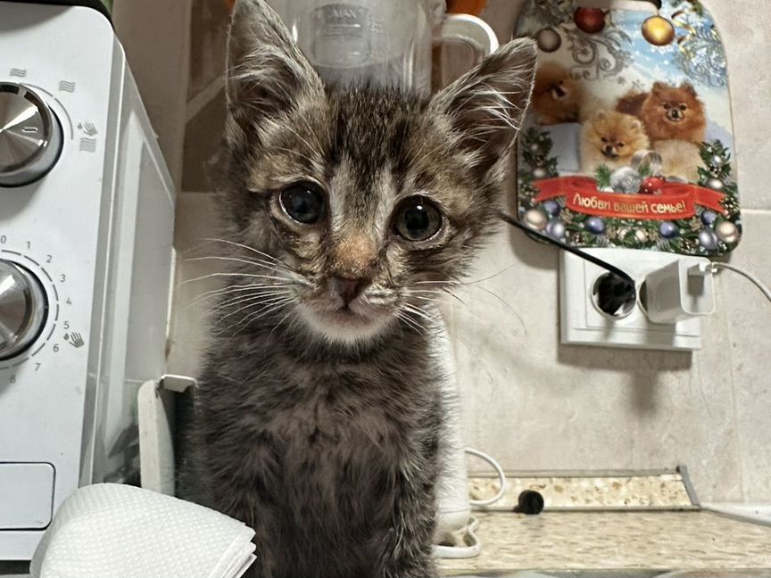 Котенок