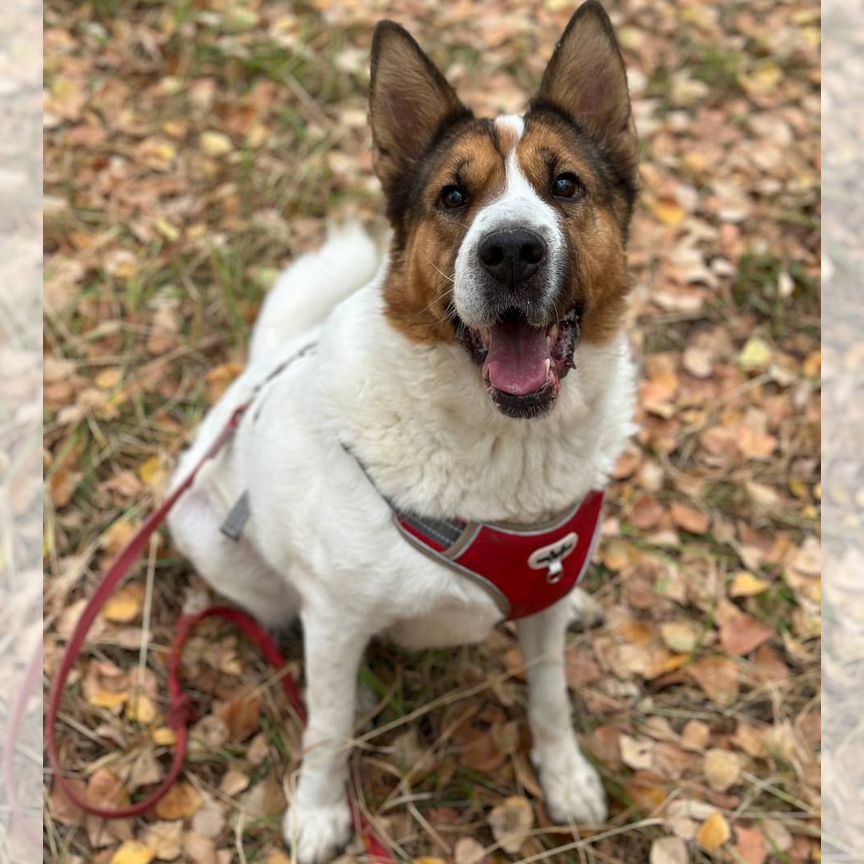 Собаки из приюта не для слабака. Умная Милка