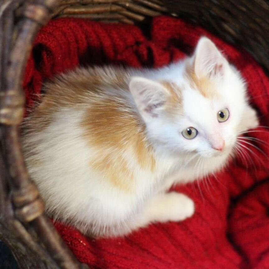 Котёнок в добрые руки