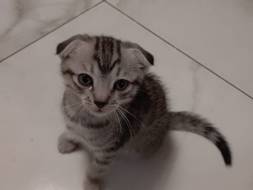 Веслоухие Котята в добрые руки