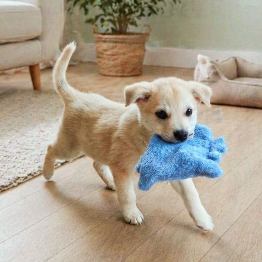 Щенок в добрые руки