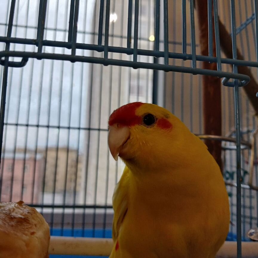 Какарик птенец