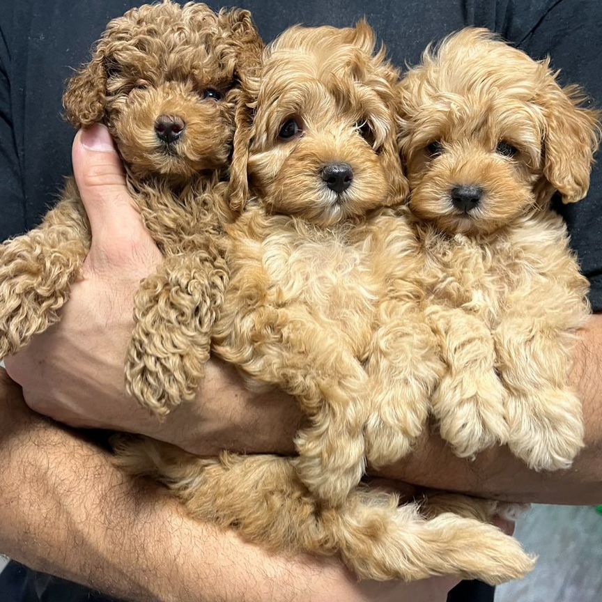 Мальтипу, щенок