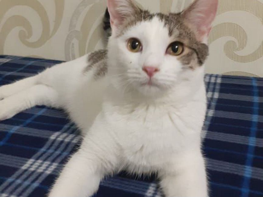 Котейко в добрые руки