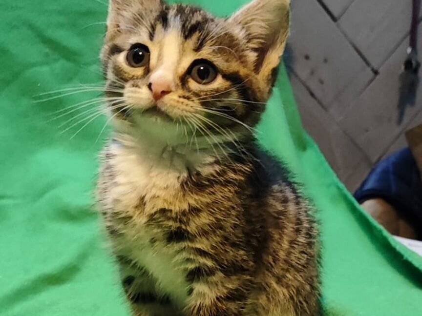 Котенок Улыбака Ляля 1,5 месяца в добрые руки