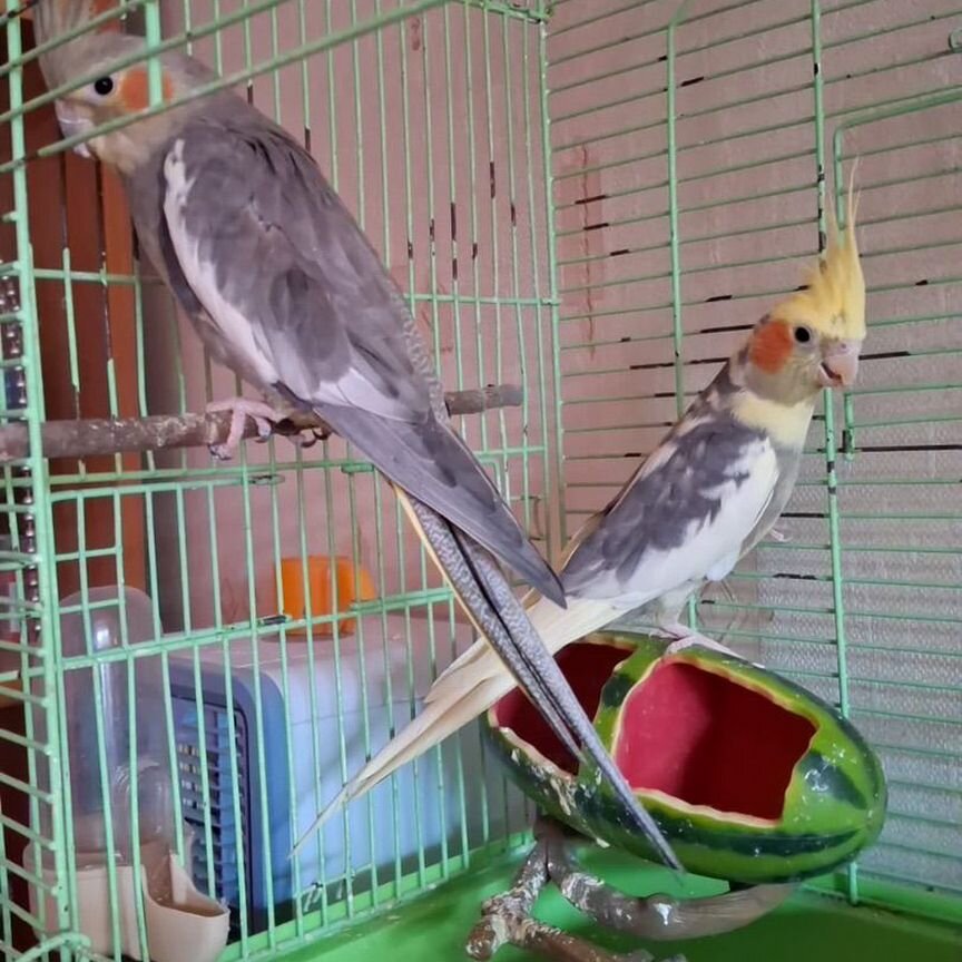 Попугай корелла