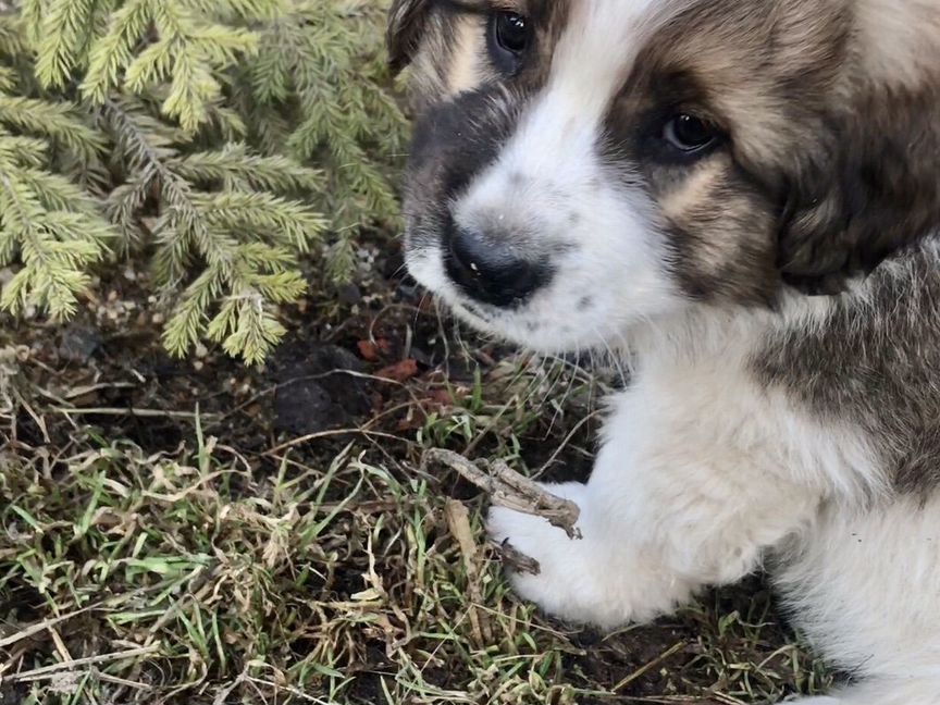 Щенки московской сторожевой