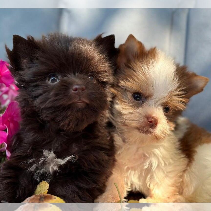 Цветные детки