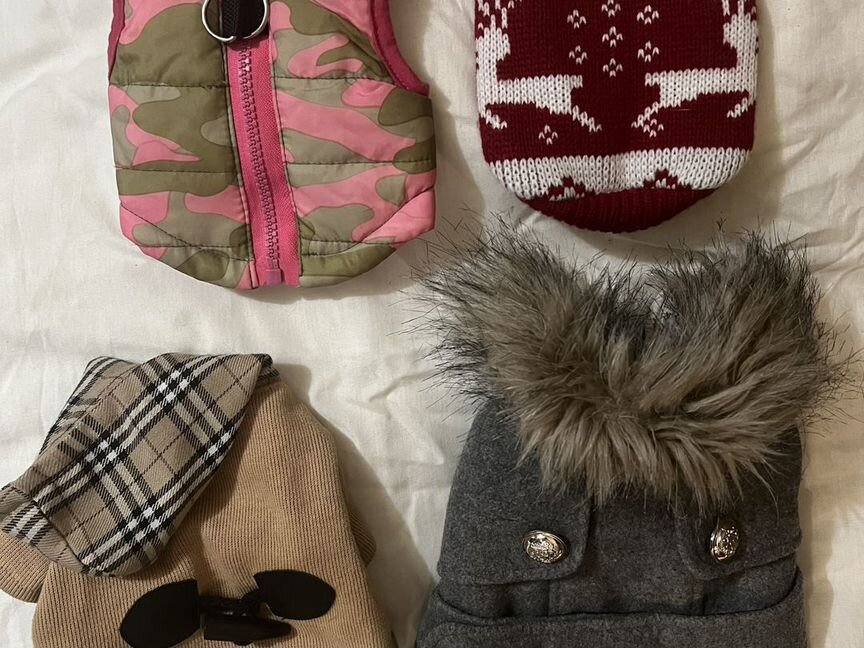 Одежда для маленьких собак