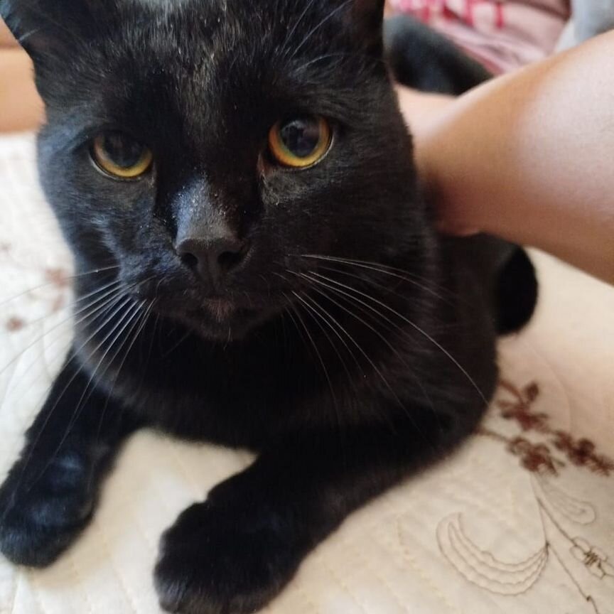 Кот в добрые руки