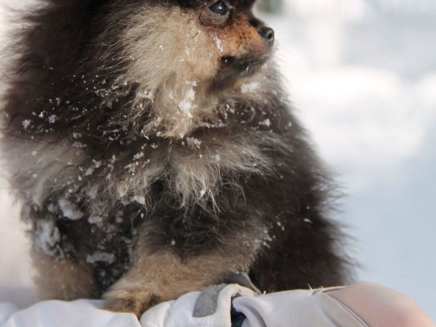 Померанский шпиц девочка