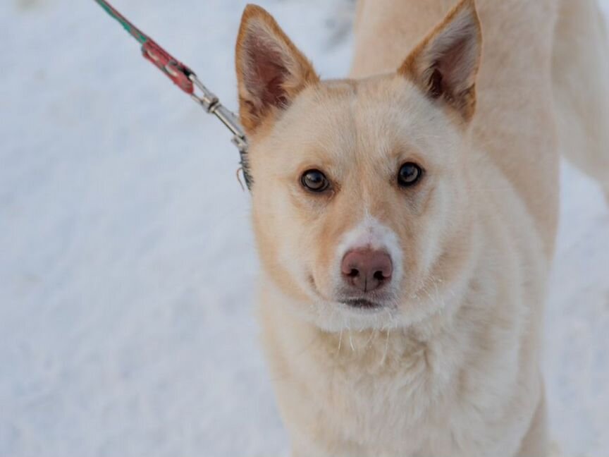 Перси, собака обнимака