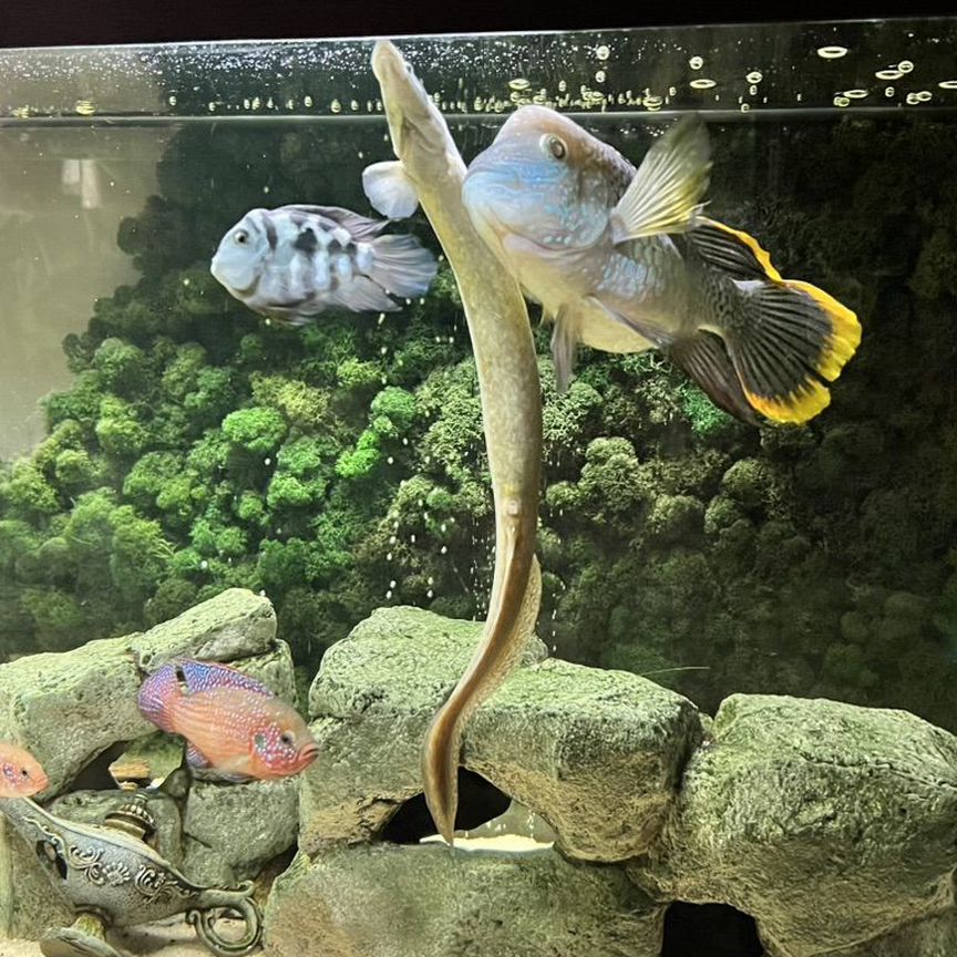 Мастацембел