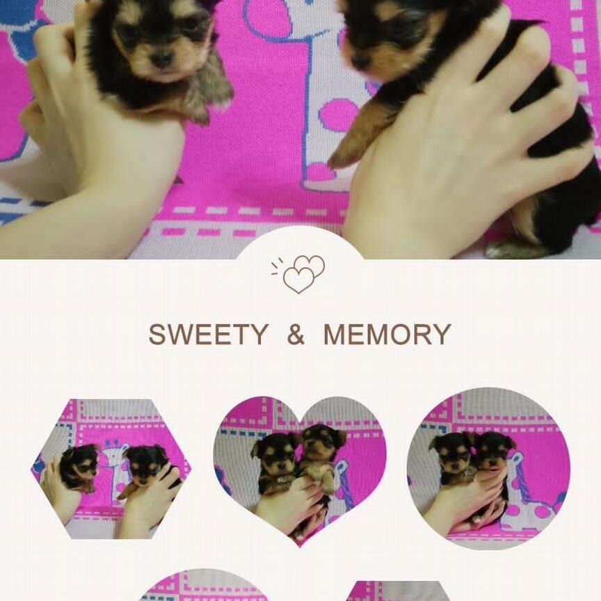 Бронь. Малыши Йорки