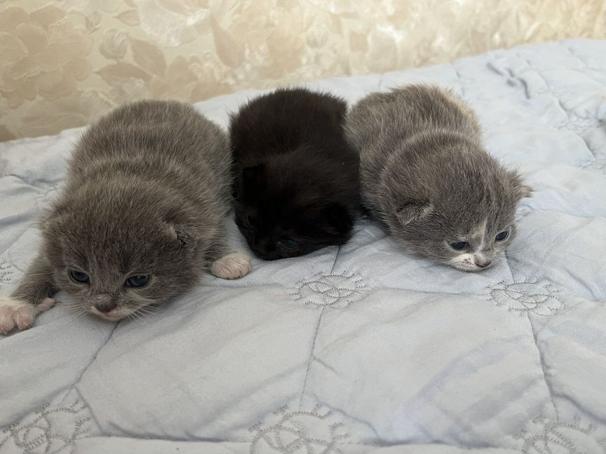 Безумно милые котята