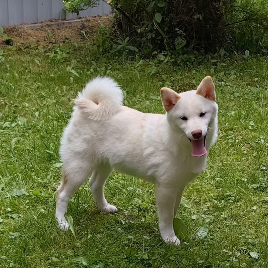 Маргаритка - 5 мес. Сиба ину - белые