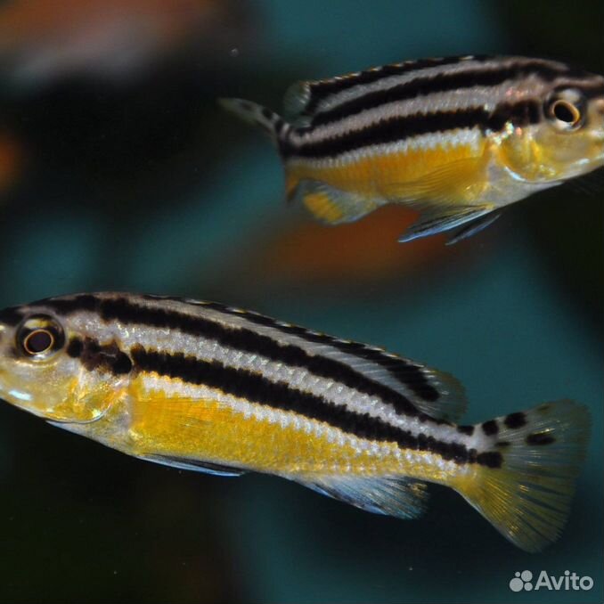 Меланохромис золотой ауратус (цихлиды)