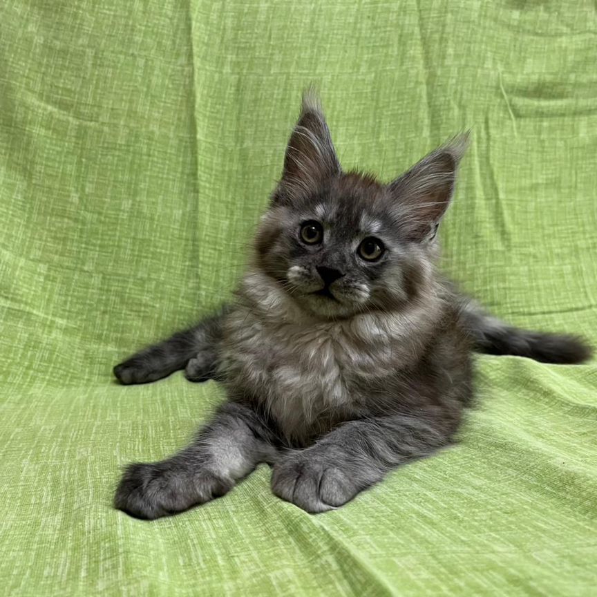 Котята мейн-кун