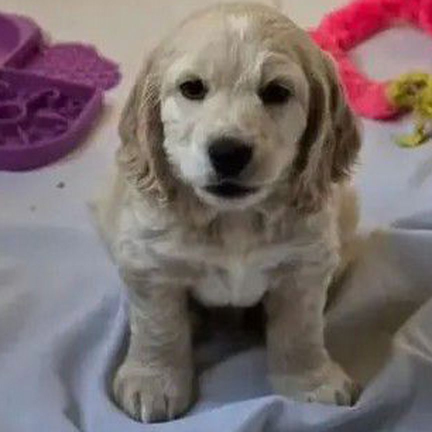 Английский кокер-спаниель, щенок