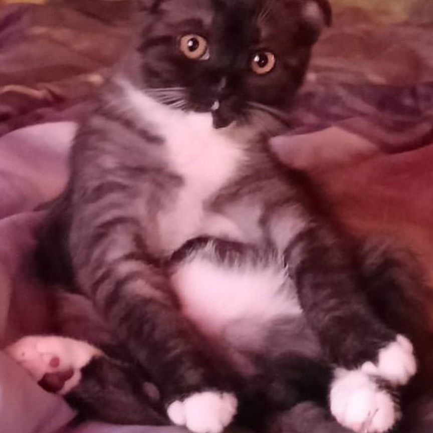 Кошечка