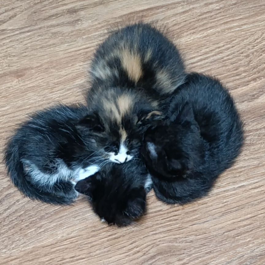 Котята в добрые руки бесплатно