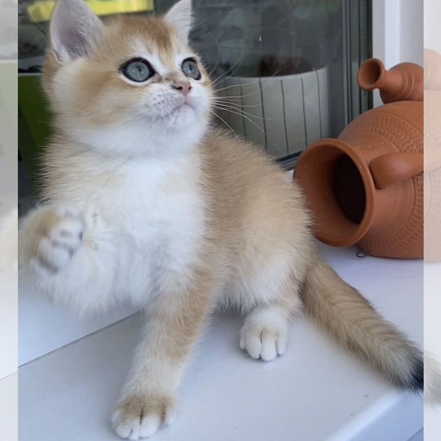 Британский короткошёрстный котёнок