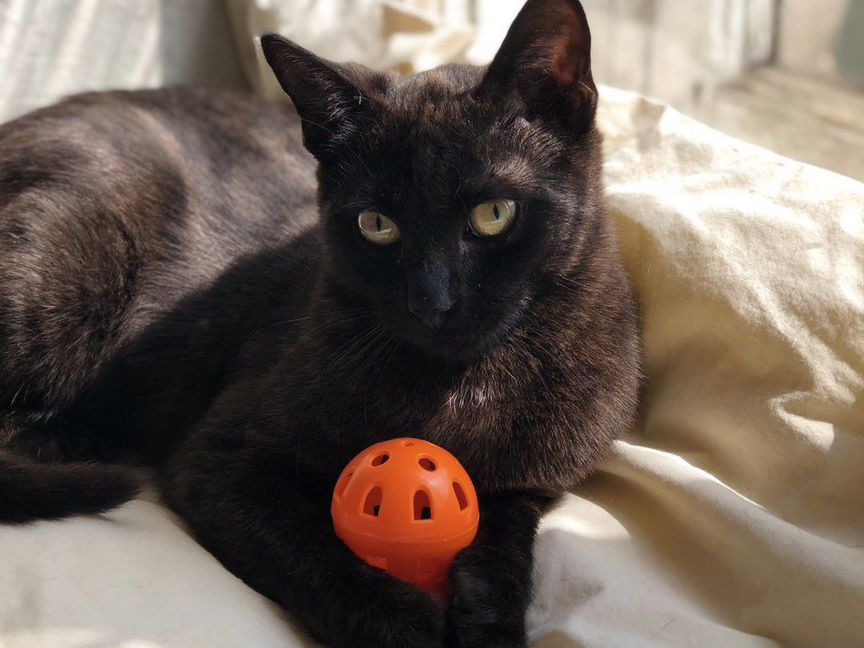 Малыш Фоксик ищет дом