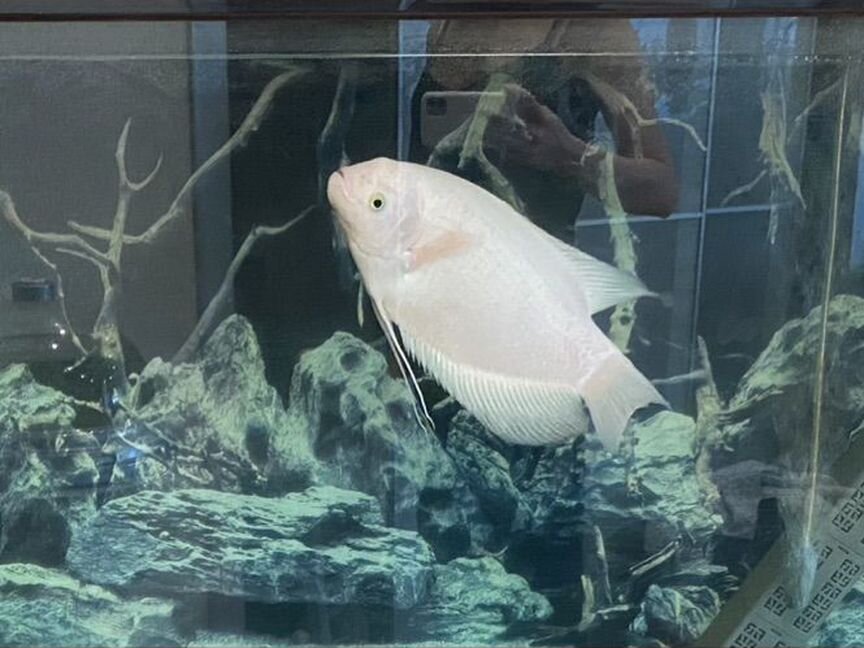 Гигантский гурами