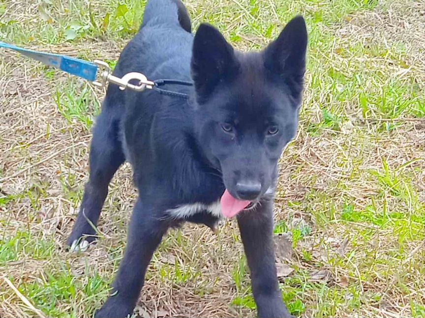 Щенок 4.5 мес ищет дом