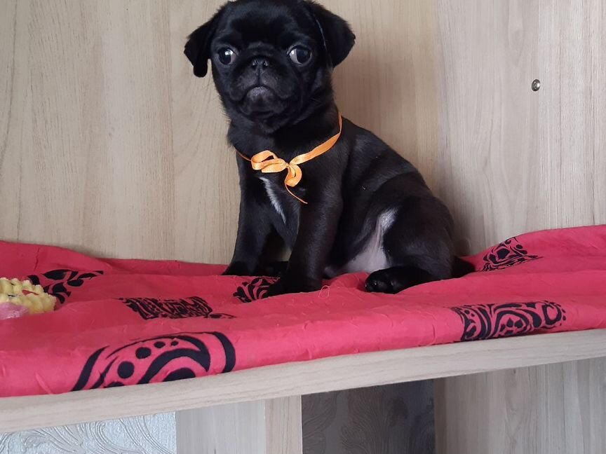 Чёрные жемчужинки с документами РКФ привиты