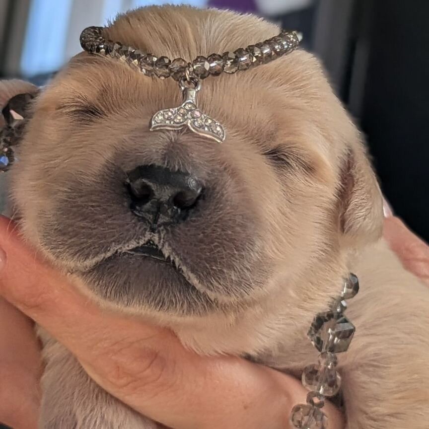 Золотистый ретривер, щенок