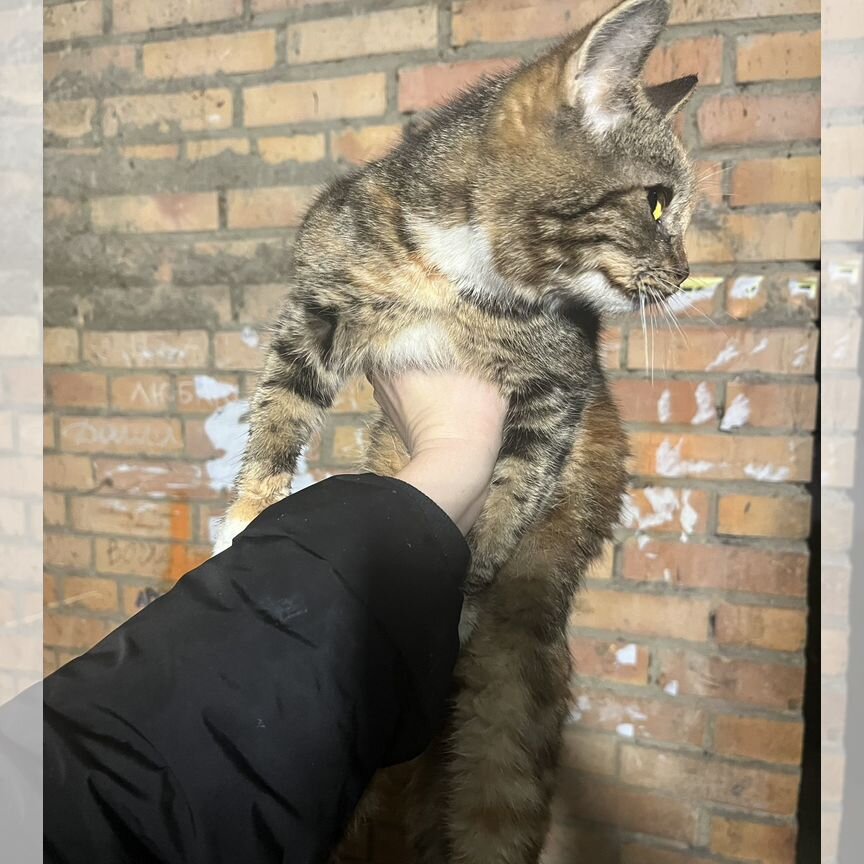 Котёнок в добрые руки