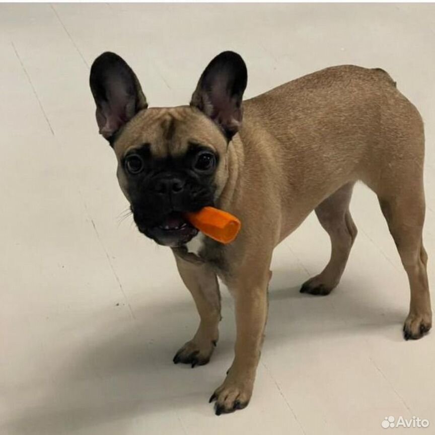 Французский бульдог (2 года, стерильна)