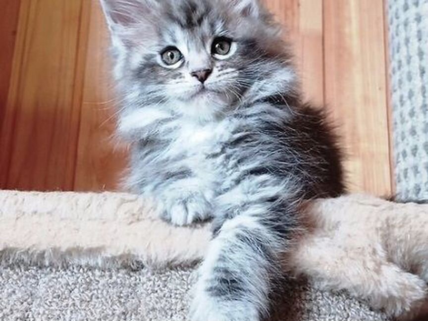 Cеребряно-мраморная красотка мейн-кун