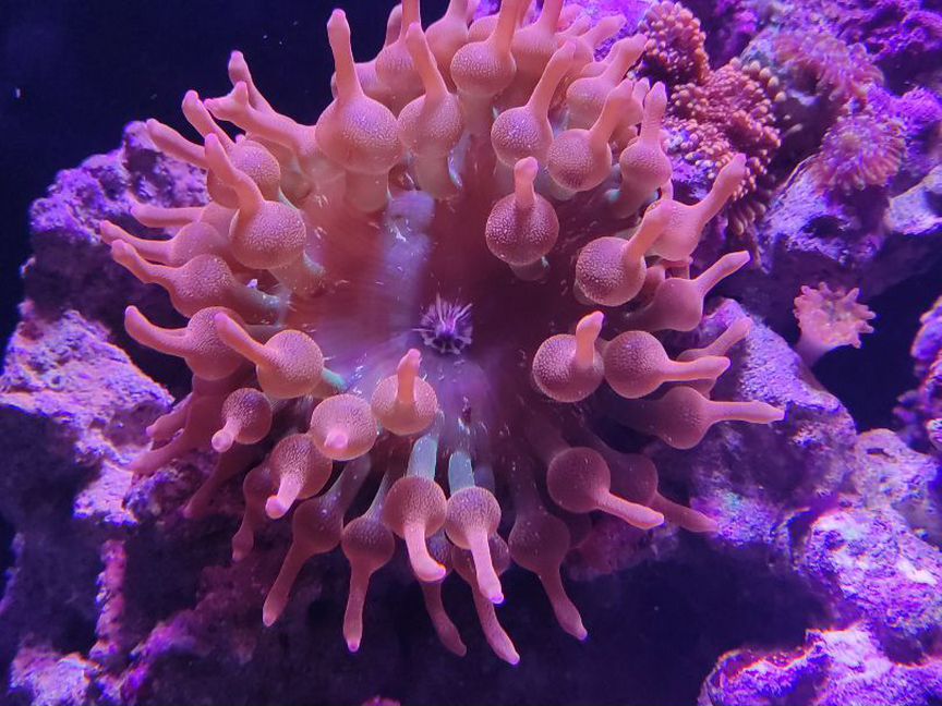 Морские кораллы