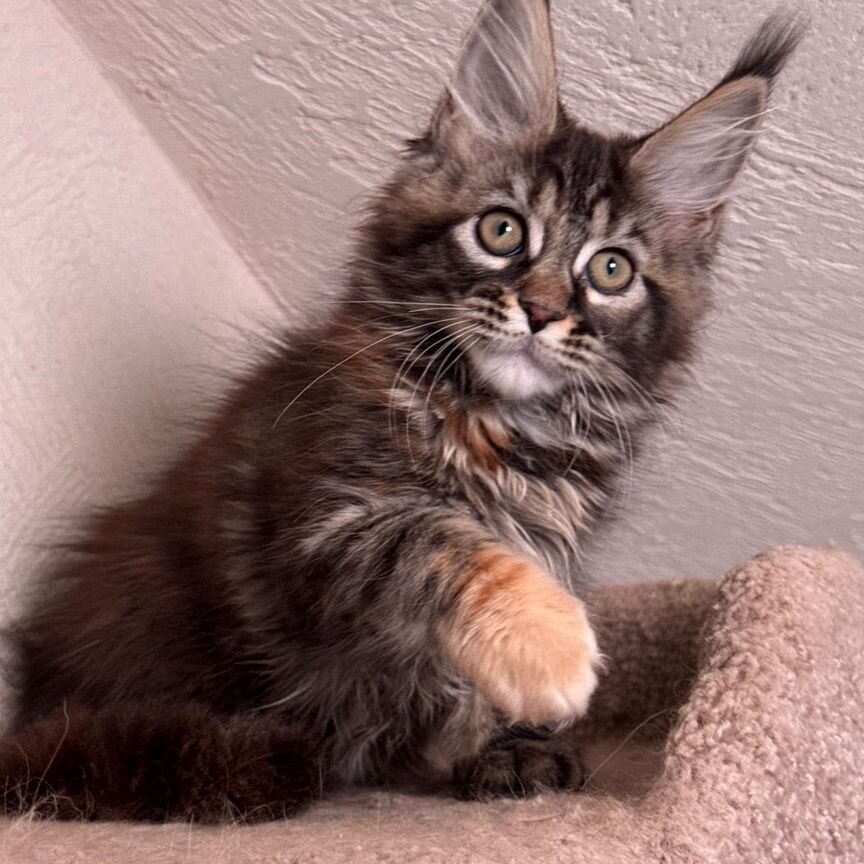 Мейн-кун котёнок