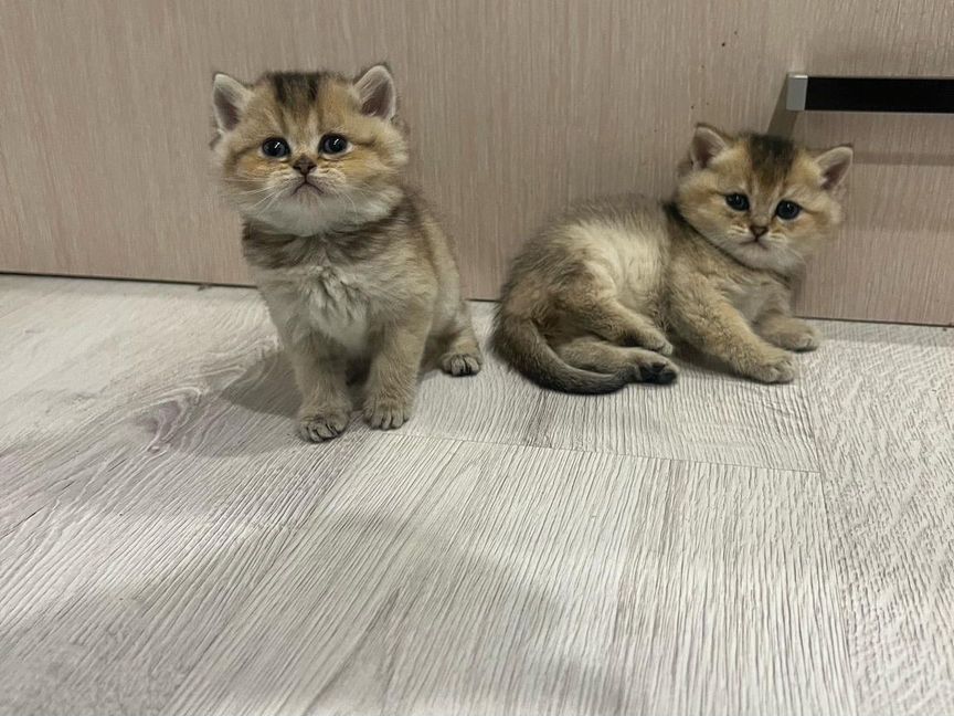 Шотландские котята драгоценных окрасов