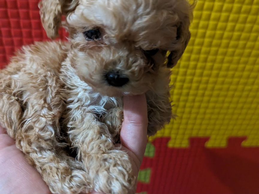 Той-пудель мини мальчик