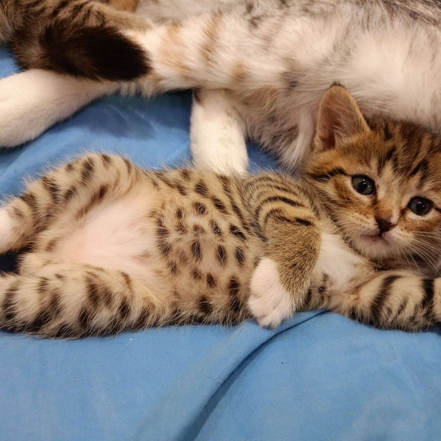 Шотландские котята