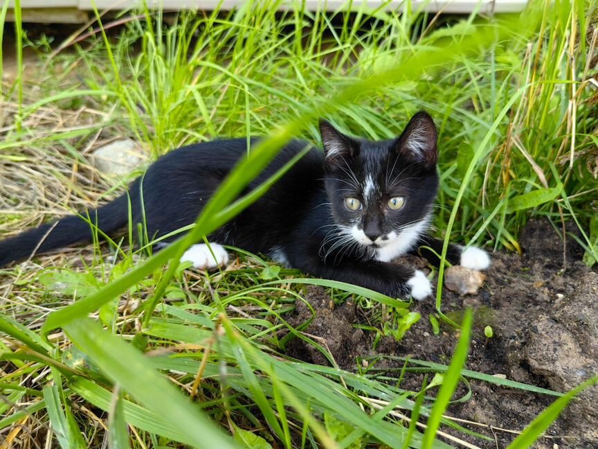 Котенок, мальчик, привит