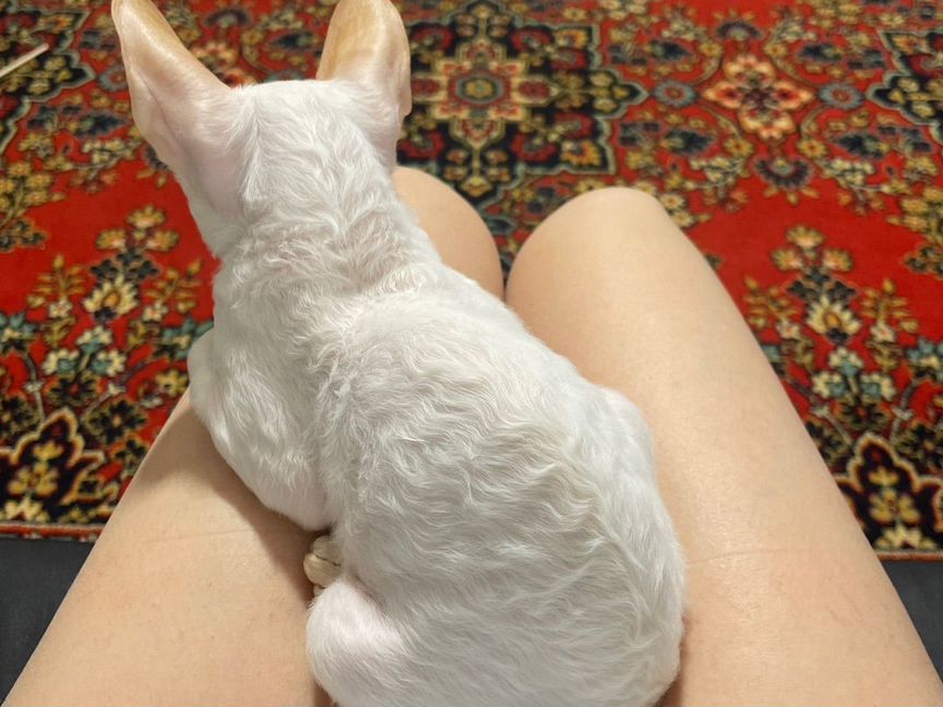 Котенок корниш рекс
