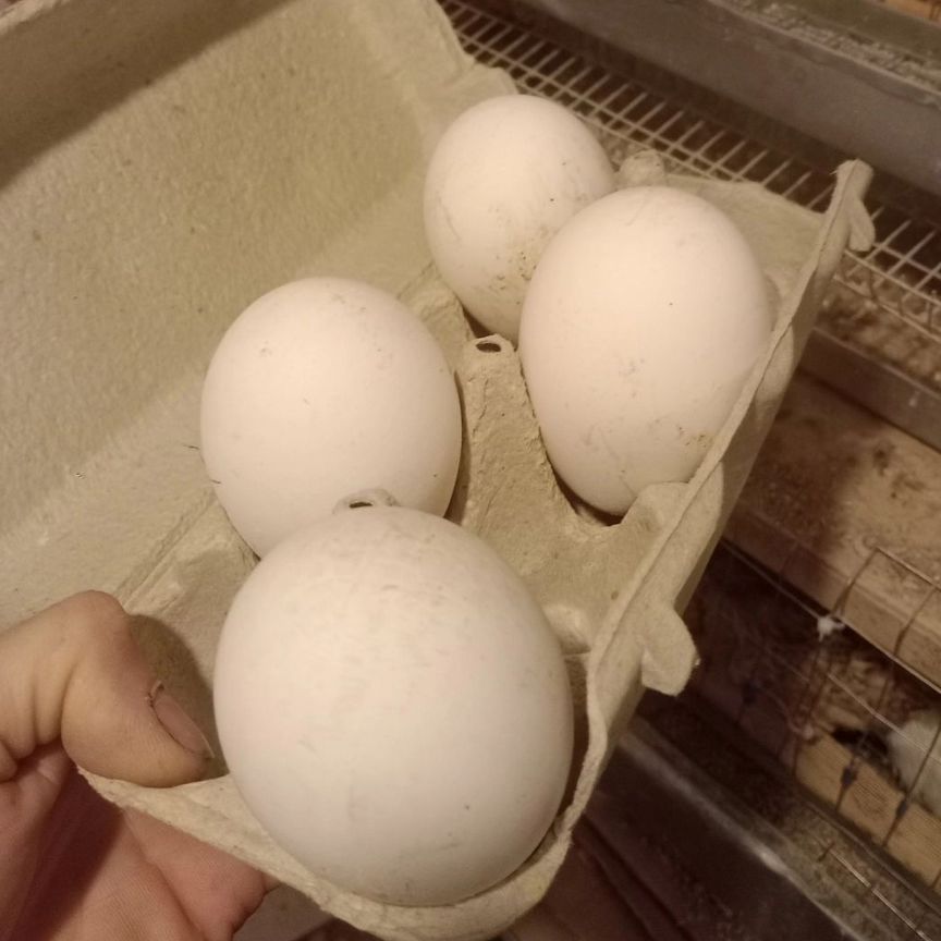 Инкубационное яйцо гусей линда