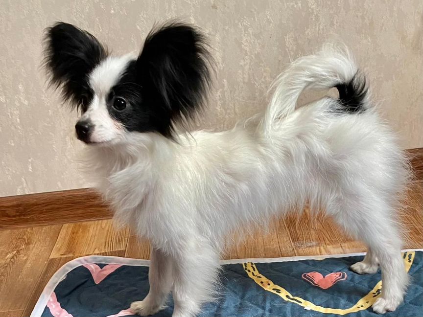 Папийон девочка