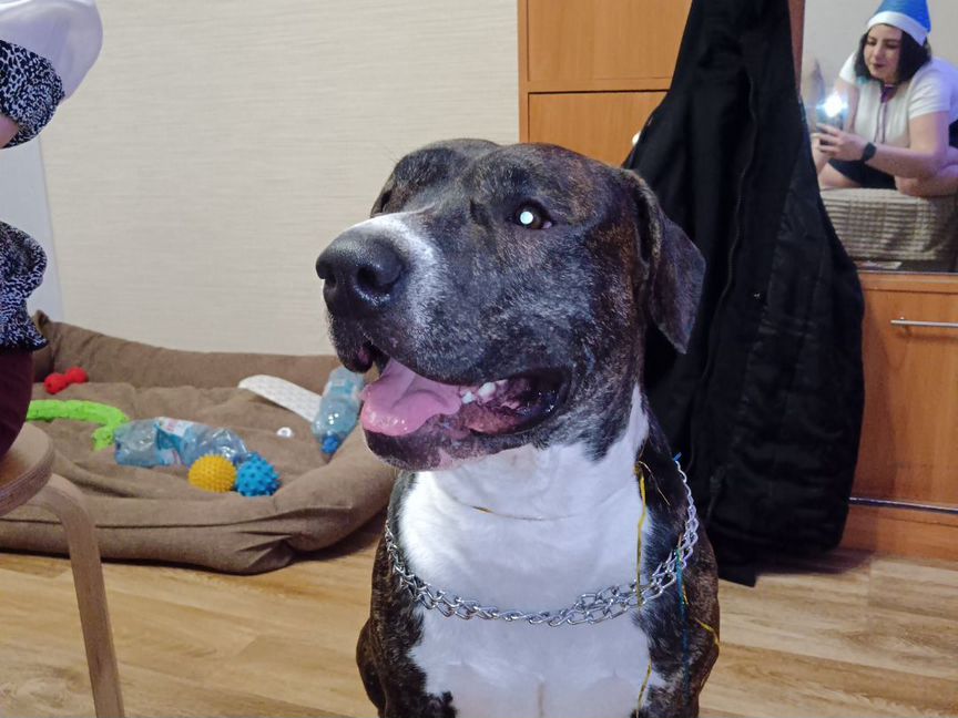 Стаффордширский терьер