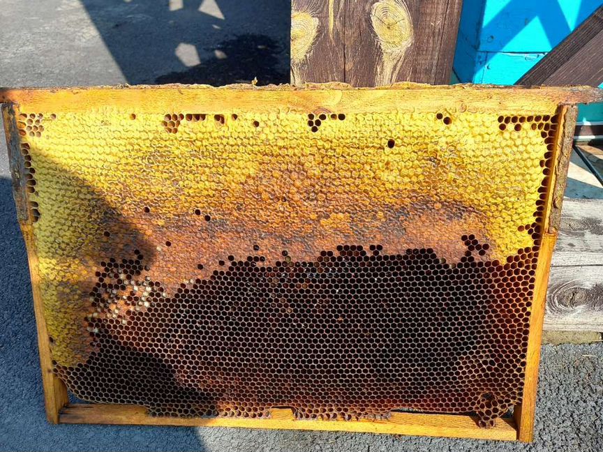 Рамки с вощиной