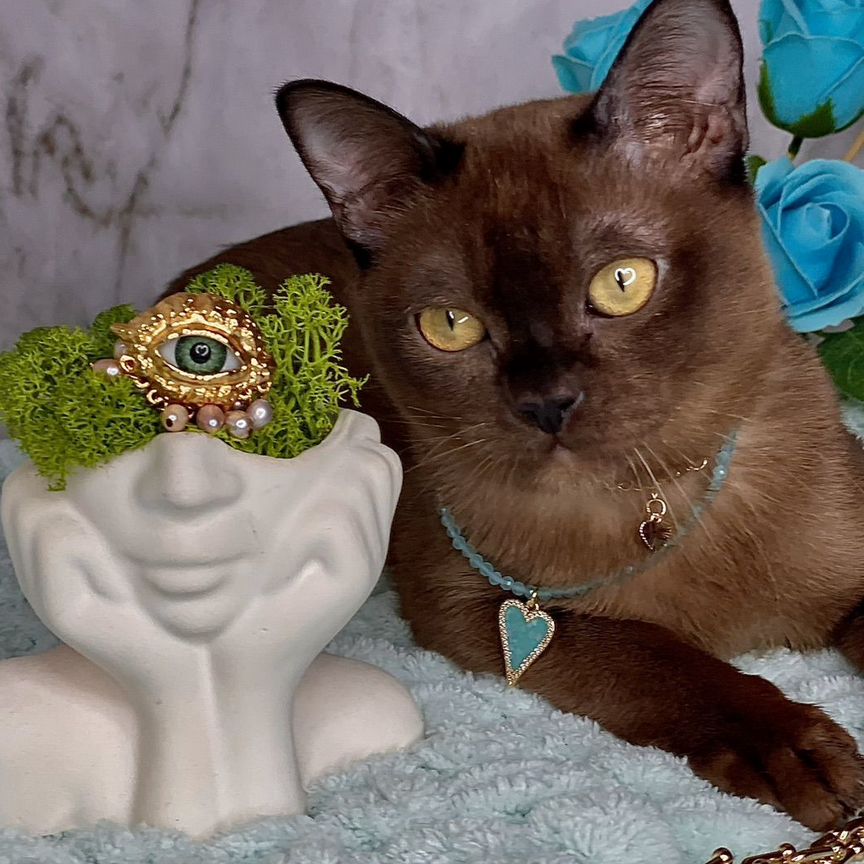 Бурманская Малышка с документами