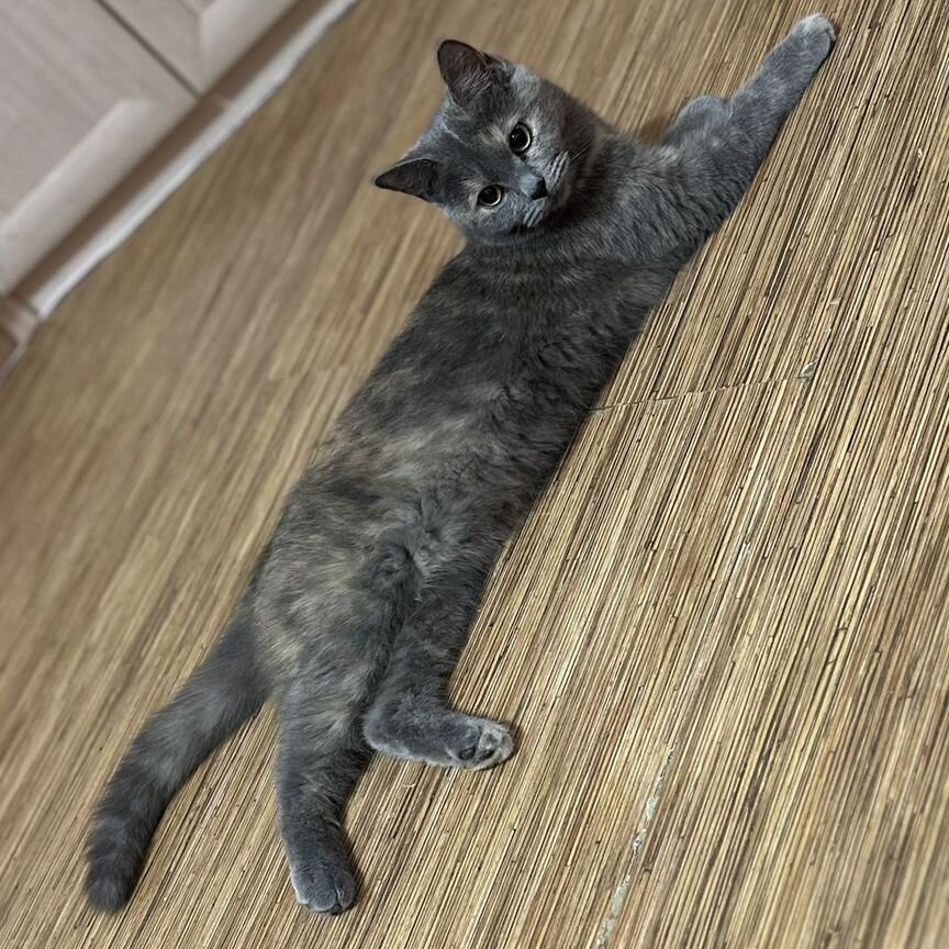 Ляля кошка ищет дом